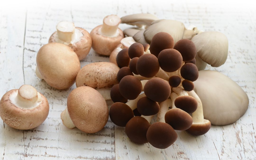 Friss gomba Bio-Fungi Ócsa | Bio-Fungi Kft.