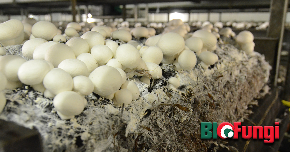 2 b | Bio-Fungi Kft.